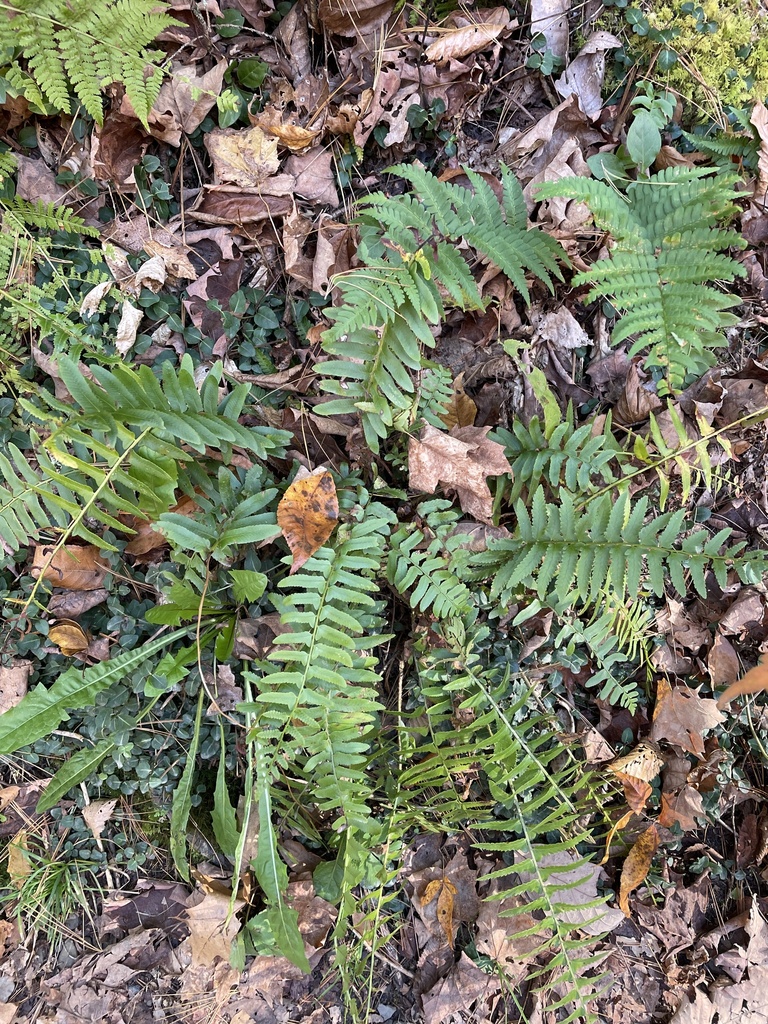 shield ferns from Robert H. Treman State Park, Ithaca, NY, US on ...
