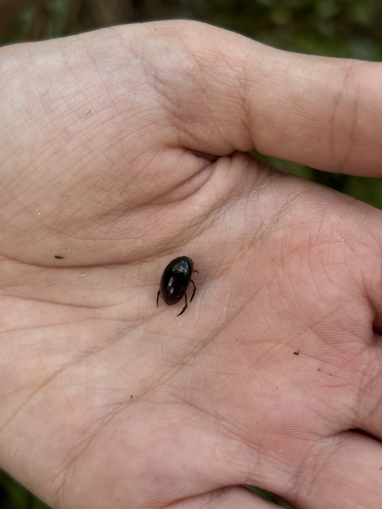 Tropisternus from University of Florida, Gainesville, FL, US on October ...