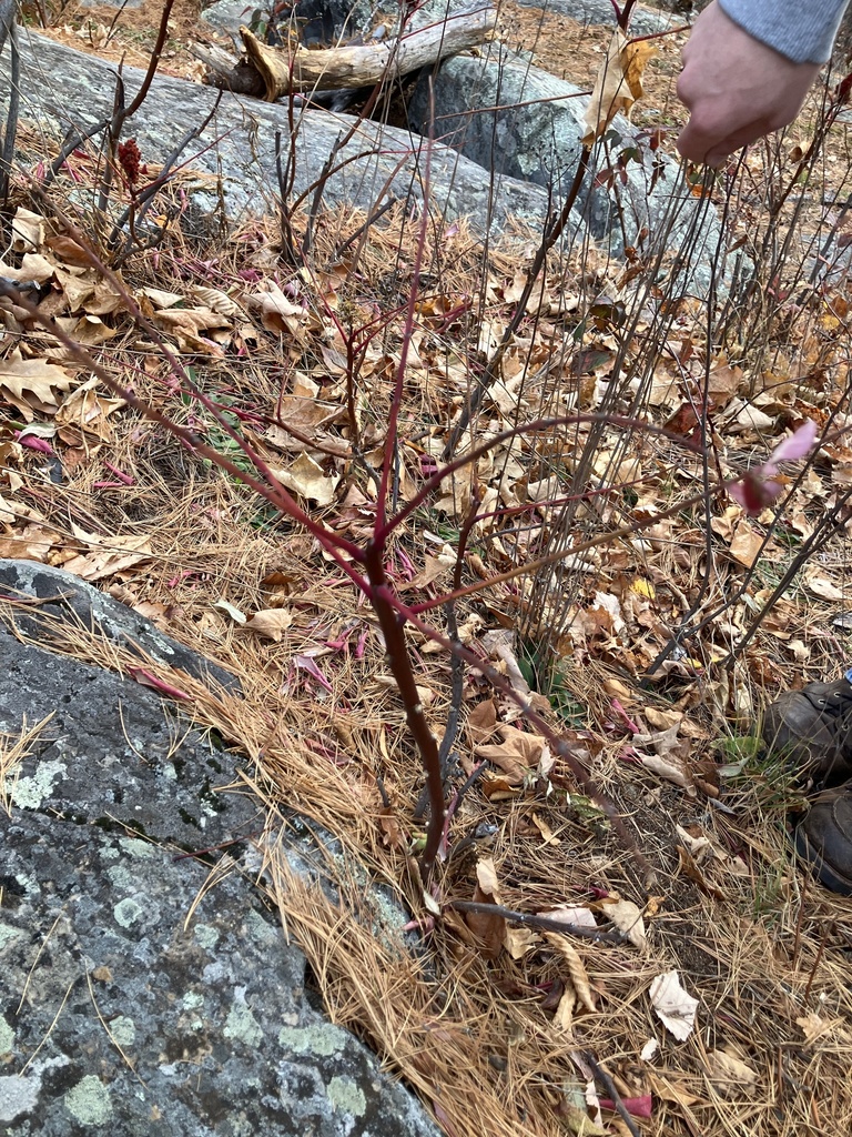 smooth sumac from Lanse, MI, US on October 22, 2024 at 09:52 AM by ...