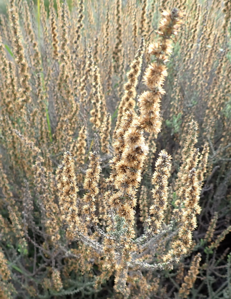 Seriphium plumosum (Common Slangbush) (Guide to common species in the ...
