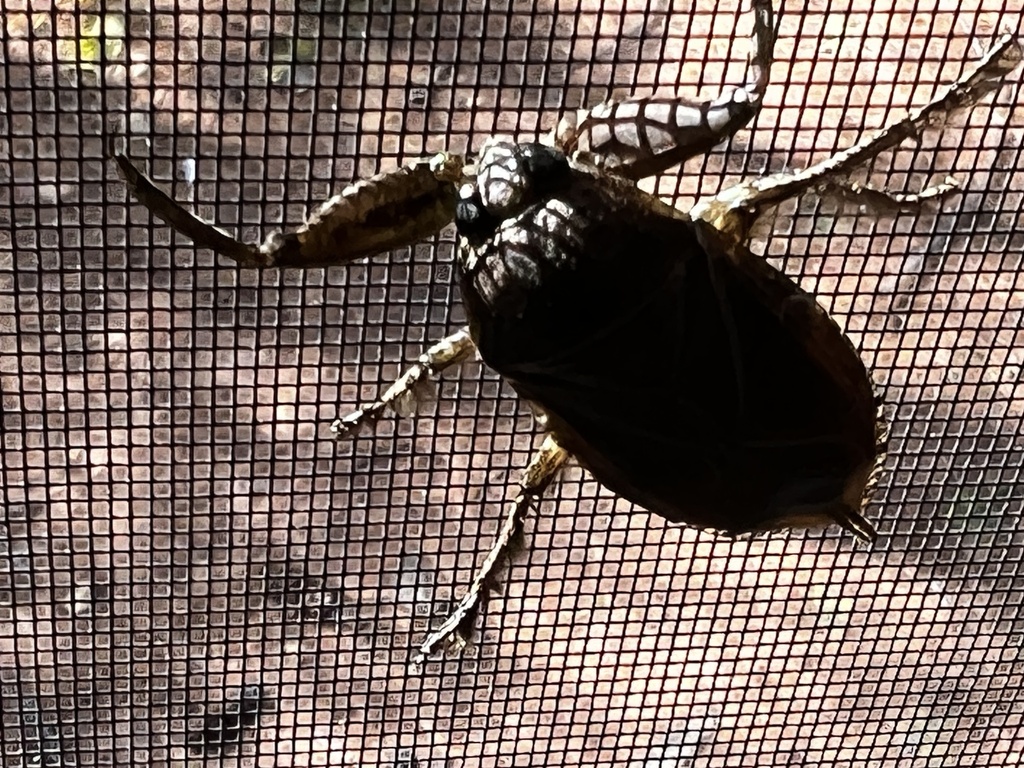 American Giant Water Bug from Trent Lakes, ON, CA on October 22, 2024 ...