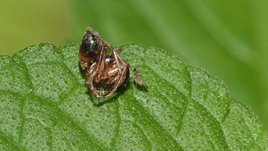 Gall and Forest Midges from SGNP MSEB on October 22, 2024 at 08:07 AM ...