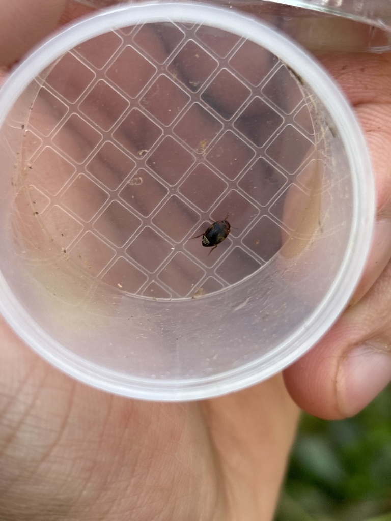 Hydroporinae from University of Florida, Gainesville, FL, US on October ...