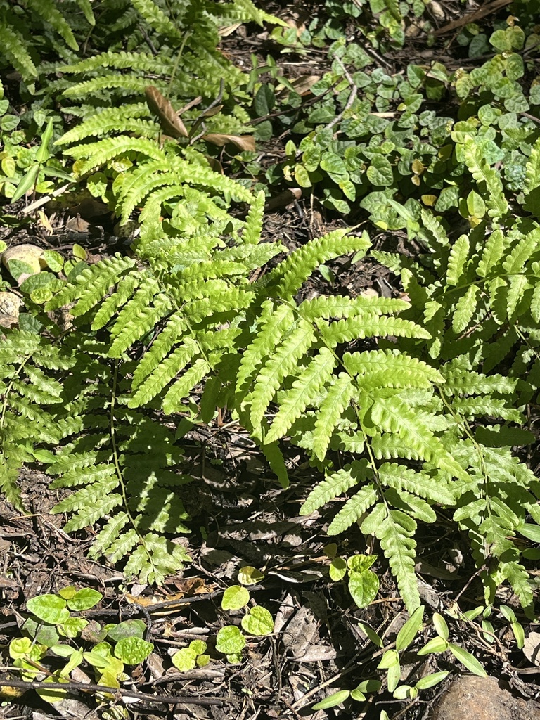 Swamp Shield-fern from The University of South Florida, Saint ...