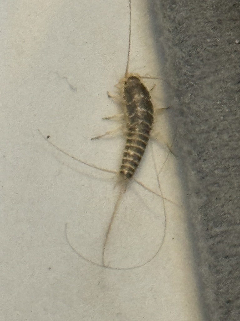 Long-tailed Silverfish from Westshore, Tampa, FL, USA on October 16 ...
