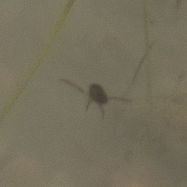 Insects from Godalming GU7 1PA, UK on October 22, 2024 at 02:12 PM by ...