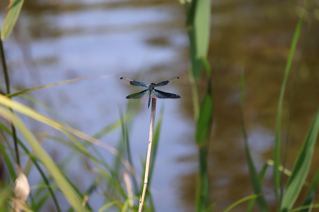 Butterfly Flutterer from 日本、〒438-0016 静岡県磐田市岩井 on July 18, 2024 at 12: ...