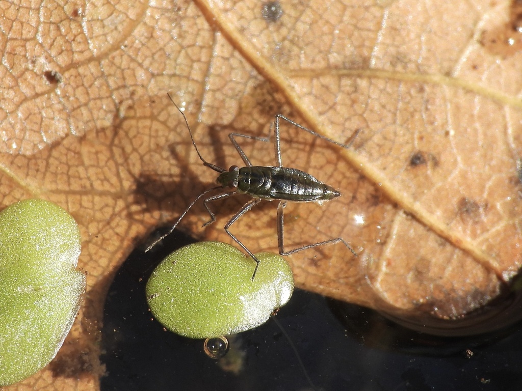 Mulsant's Water Treader from Rutgers University, New Brunswick, NJ, US ...