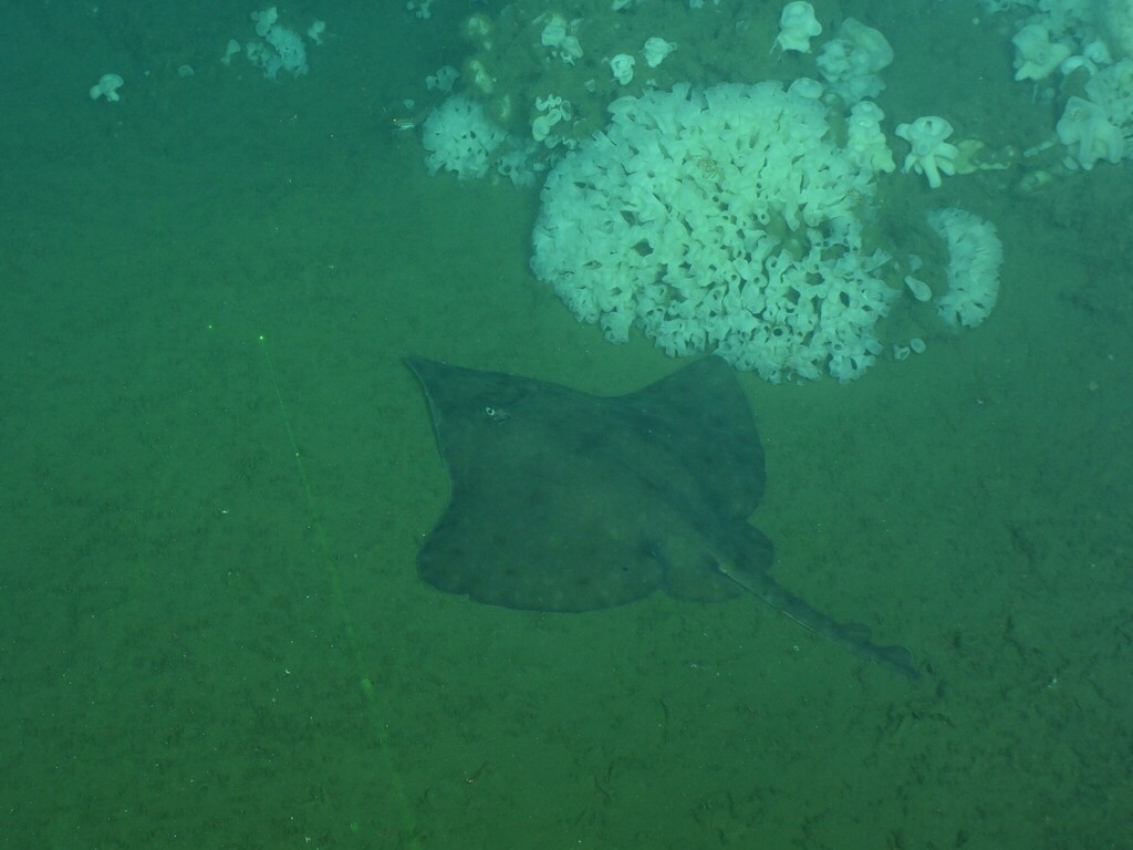 Longnose Skate from Queen Charlotte Sound Glass Sponge Reef on August ...