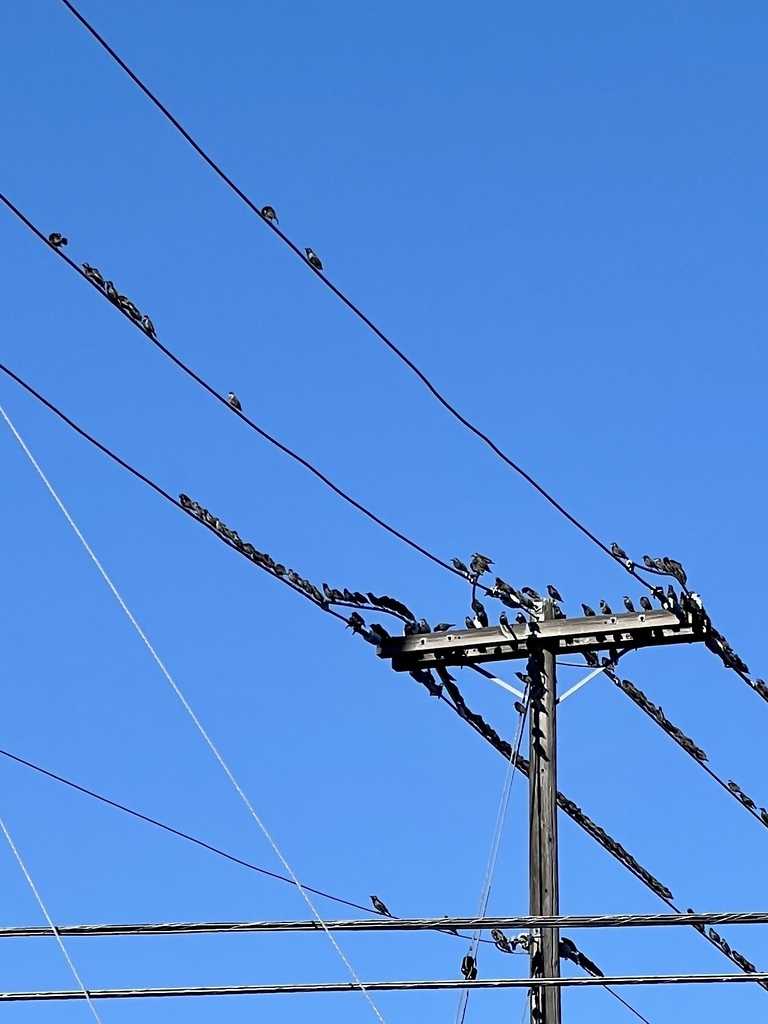 European Starling from N Whitman Ln, Liberty Lake, WA, US on October 22 ...