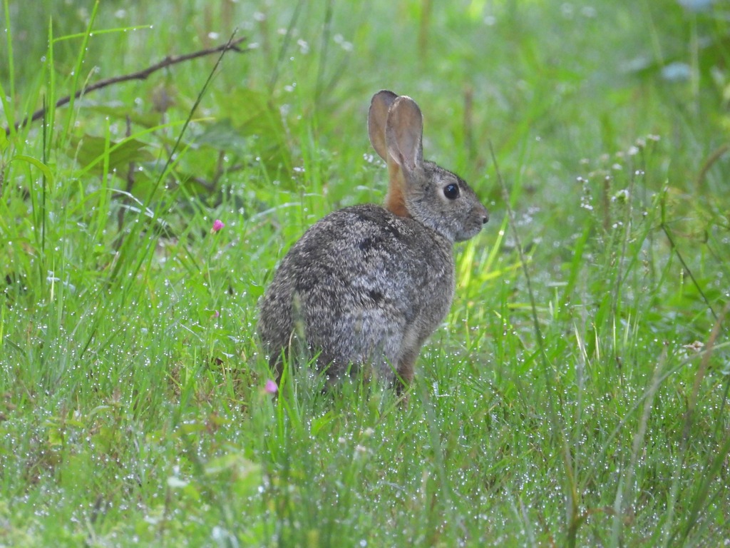 Mexican Cottontail from Acultzingo, Ver., México on September 26, 2024 ...