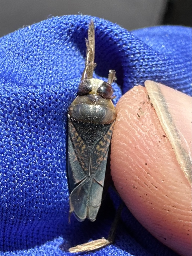 Notonecta irrorata from Chestertown, MD, US on October 22, 2024 at 02: ...