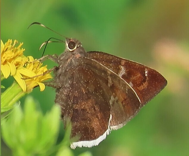 Coyote Cloudywing from National Butterfly Center, 3333 Butterfly Park ...