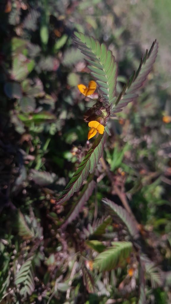 shyleaf from 30034 Chis., México on October 13, 2024 at 07:35 AM by ...