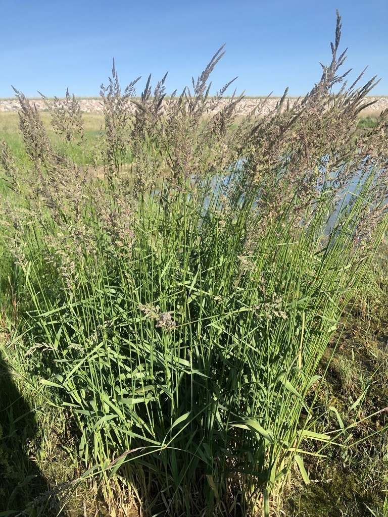 reed canary grass from Vulcan County, , AB, CA on June 30, 2019 at 06: ...