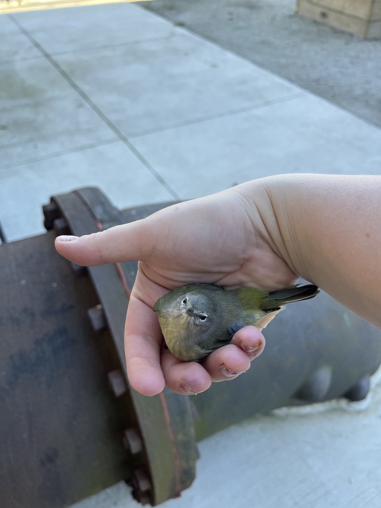 Orange-crowned Warbler from Ira Ave, Akron, OH, US on October 20, 2024 ...