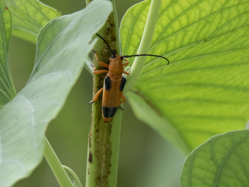 Stibara tetraspilota · iNaturalist