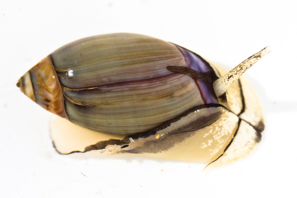 Purple Olive Snail (China Cove Organisms) · iNaturalist
