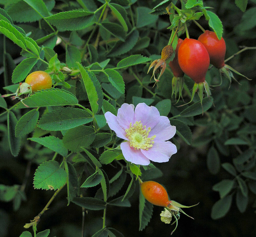 California Wild Rose (Rosa californica) - Botanical Realm