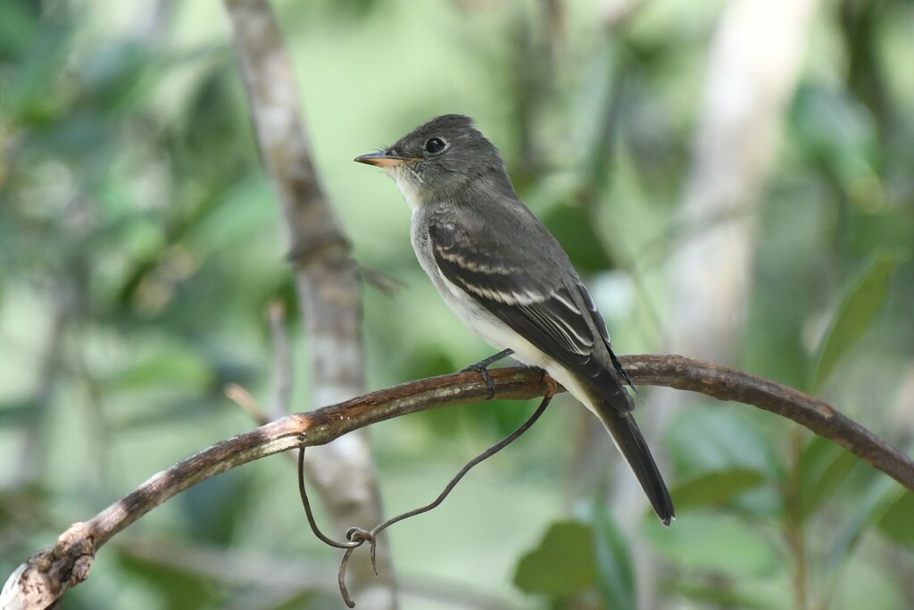 Eastern Wood-Pewee from PFC Emory L. Bennett Veterans Memorial Park ...