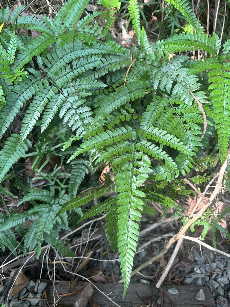 Prickly Shield fern from 臺灣島, 東區, CYI, TW on October 22, 2024 at 01:42 ...