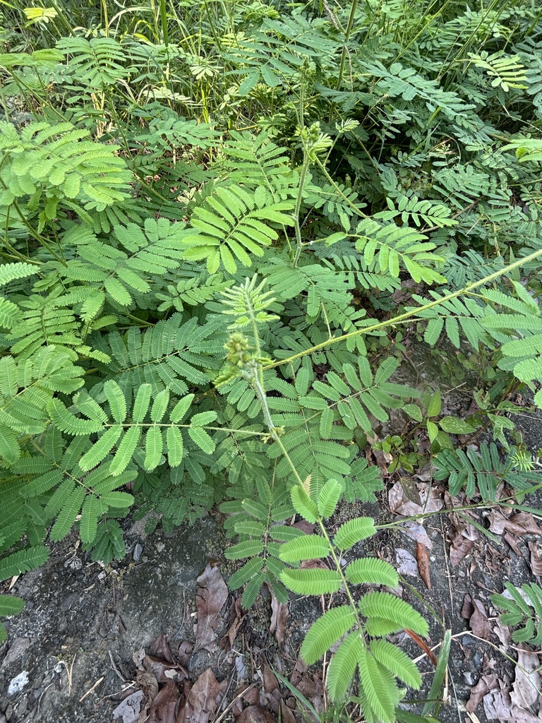 giant false sensitive plant from 臺灣島, 東區, CYI, TW on October 22, 2024 ...