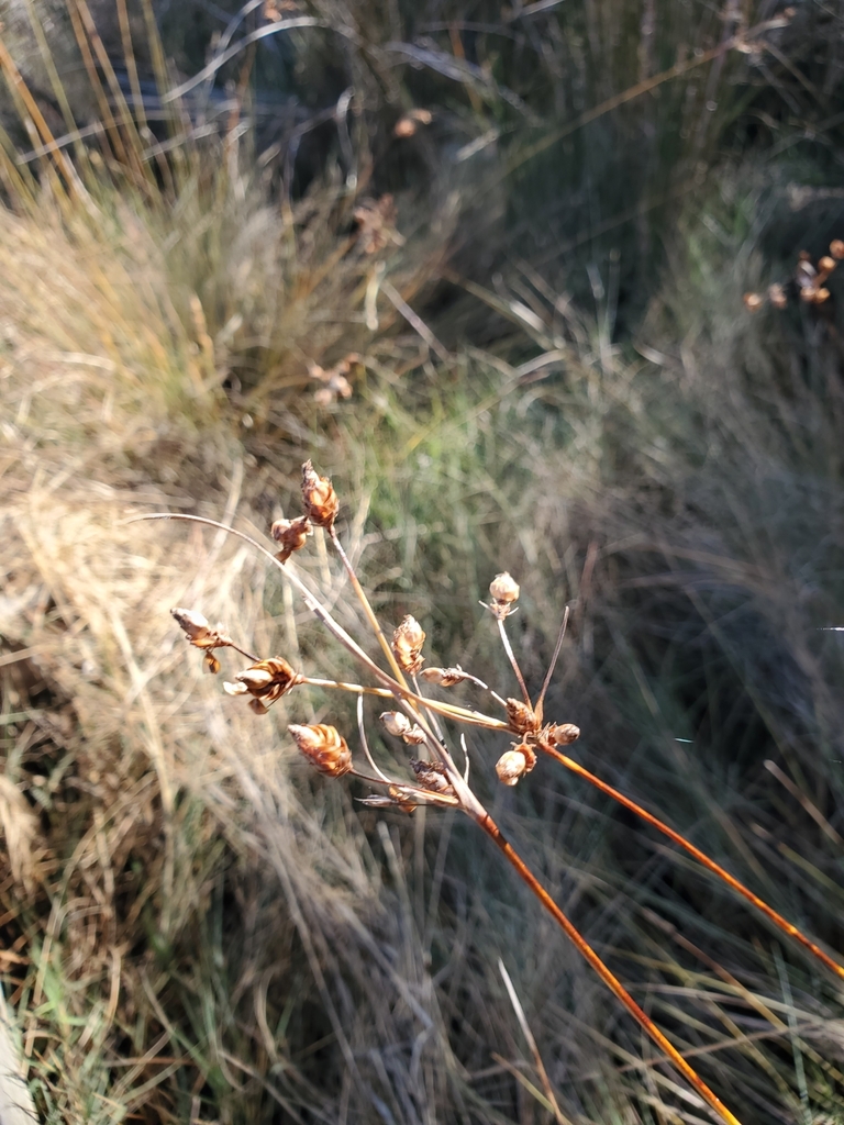 Fringe Rush from Northampton County, US-VA, US on October 22, 2024 at ...