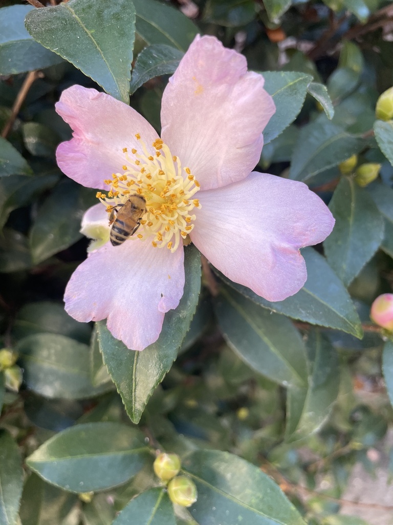 Western Honey Bee from The University of Southern Mississippi ...