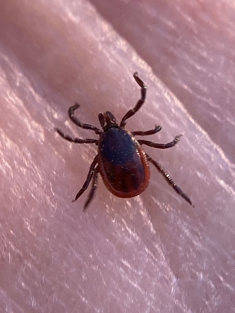 Eastern Black-legged Tick from Reedsville, WV, US on October 22, 2024 ...
