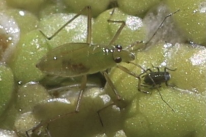 Mulsant's Water Treader from Northeast Los Angeles, Los Angeles, CA ...