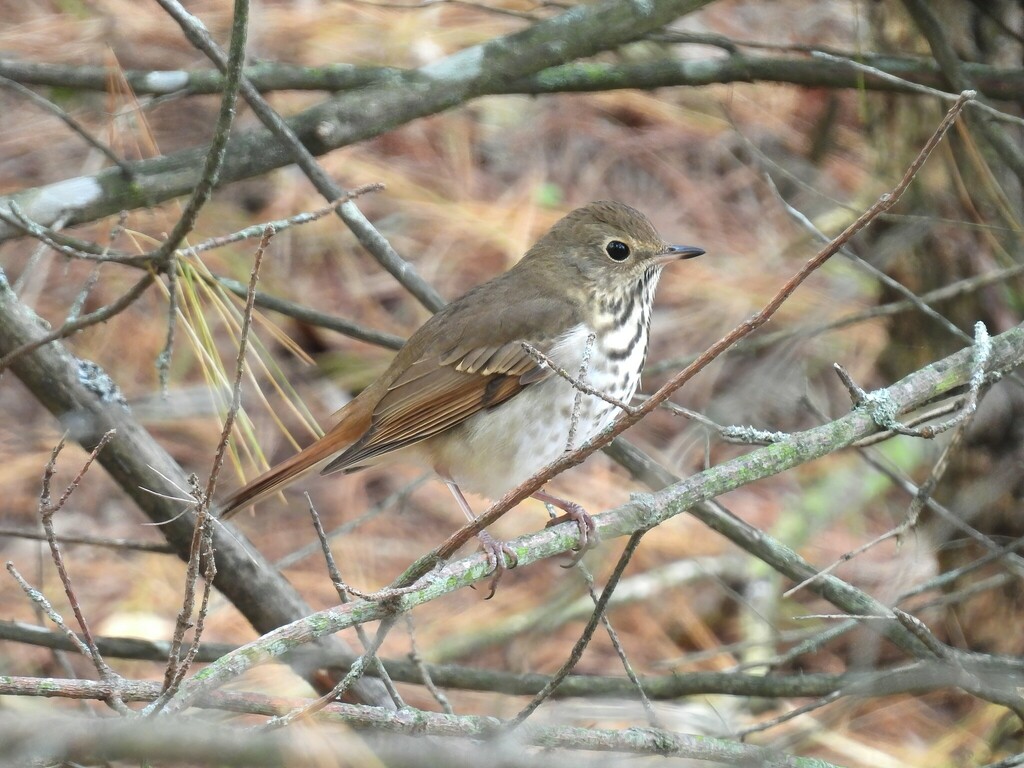 Hermit Thrush from Mason County, MI, USA on October 22, 2024 at 11:58 ...