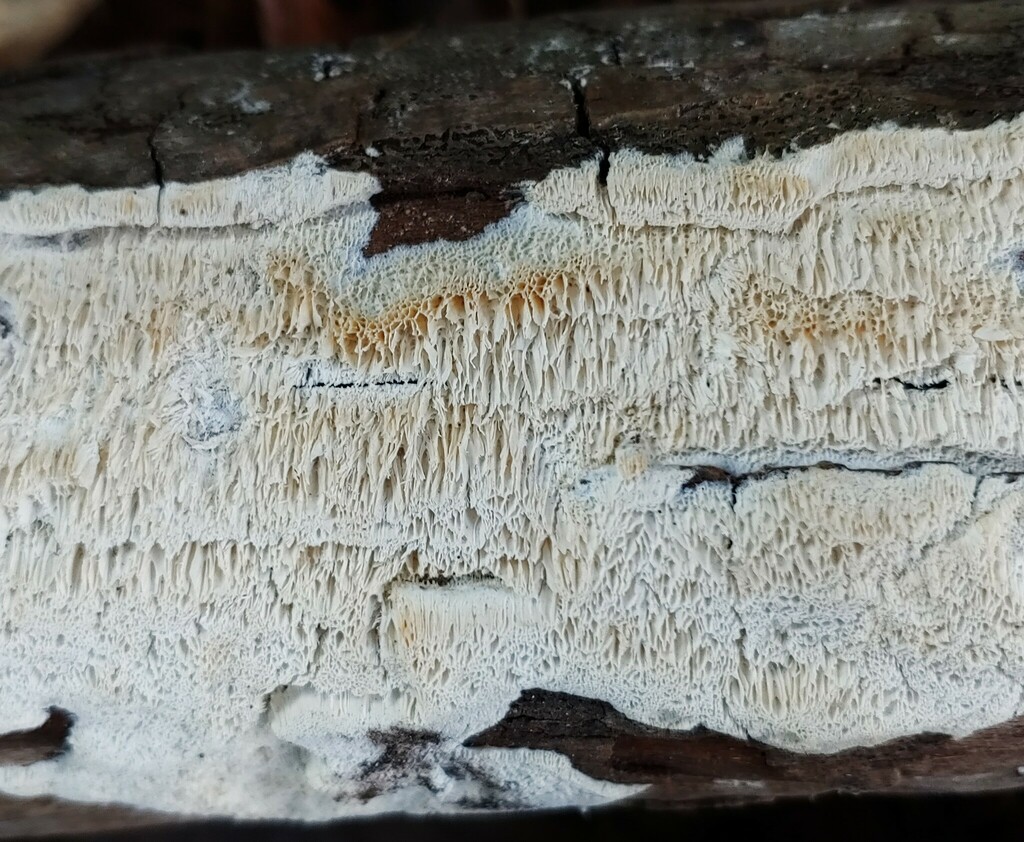 Milk-white Toothed Polypore from Mountain Park, GA, USA on October 22 ...
