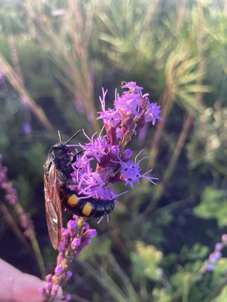Large Four-spotted Scoliid Wasp from Kissimmee Prairie Preserve State ...