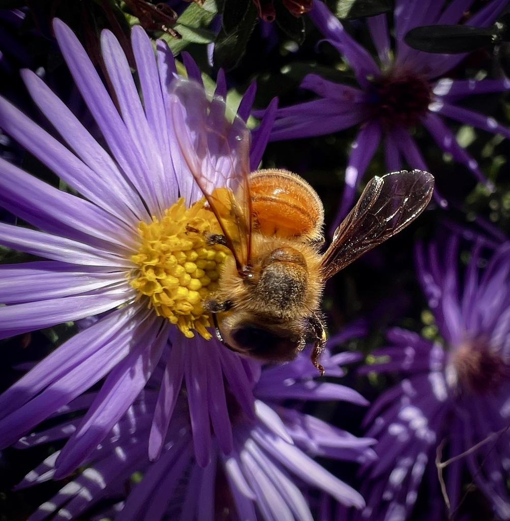 Western Honey Bee from Frederick County, VA, USA on October 22, 2024 at ...