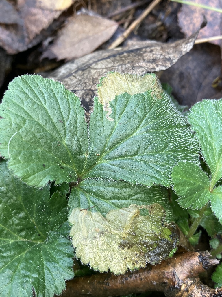 Avens Mining Sawfly from Sandy River Delta, Corbett, OR, US on October ...