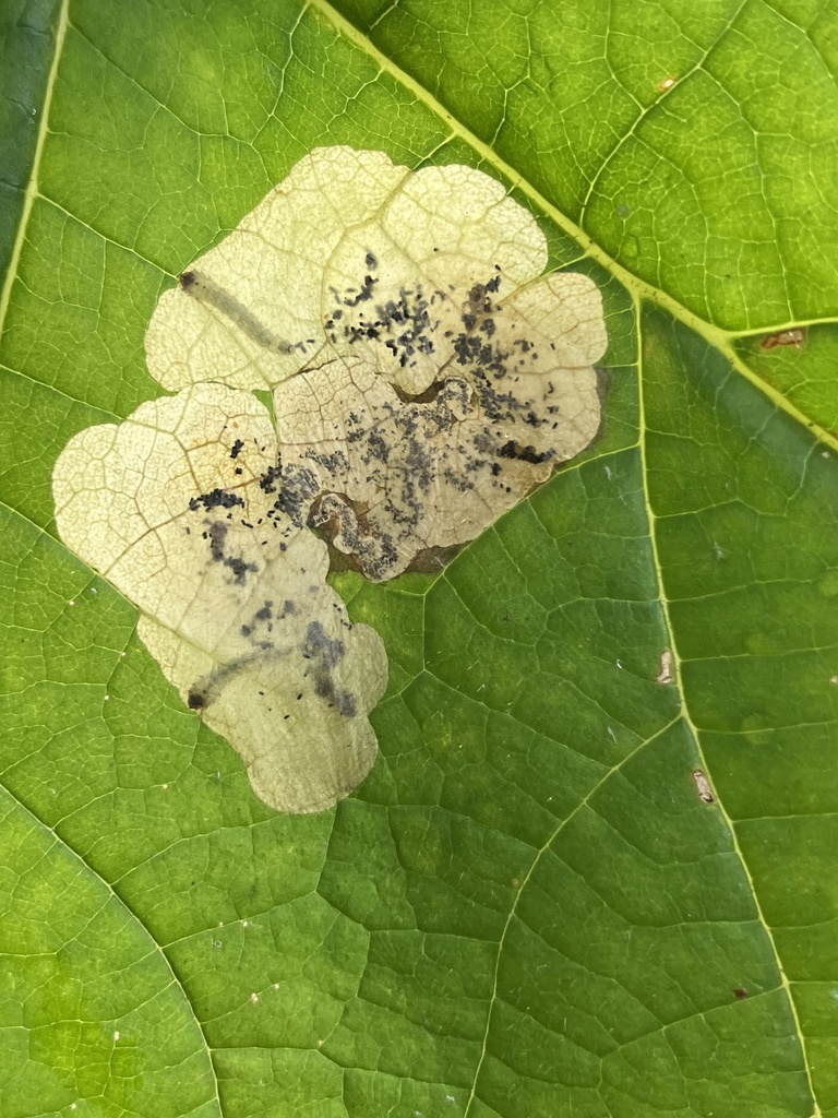 Metallus capitalis from Sandy River Delta, Corbett, OR, US on October ...