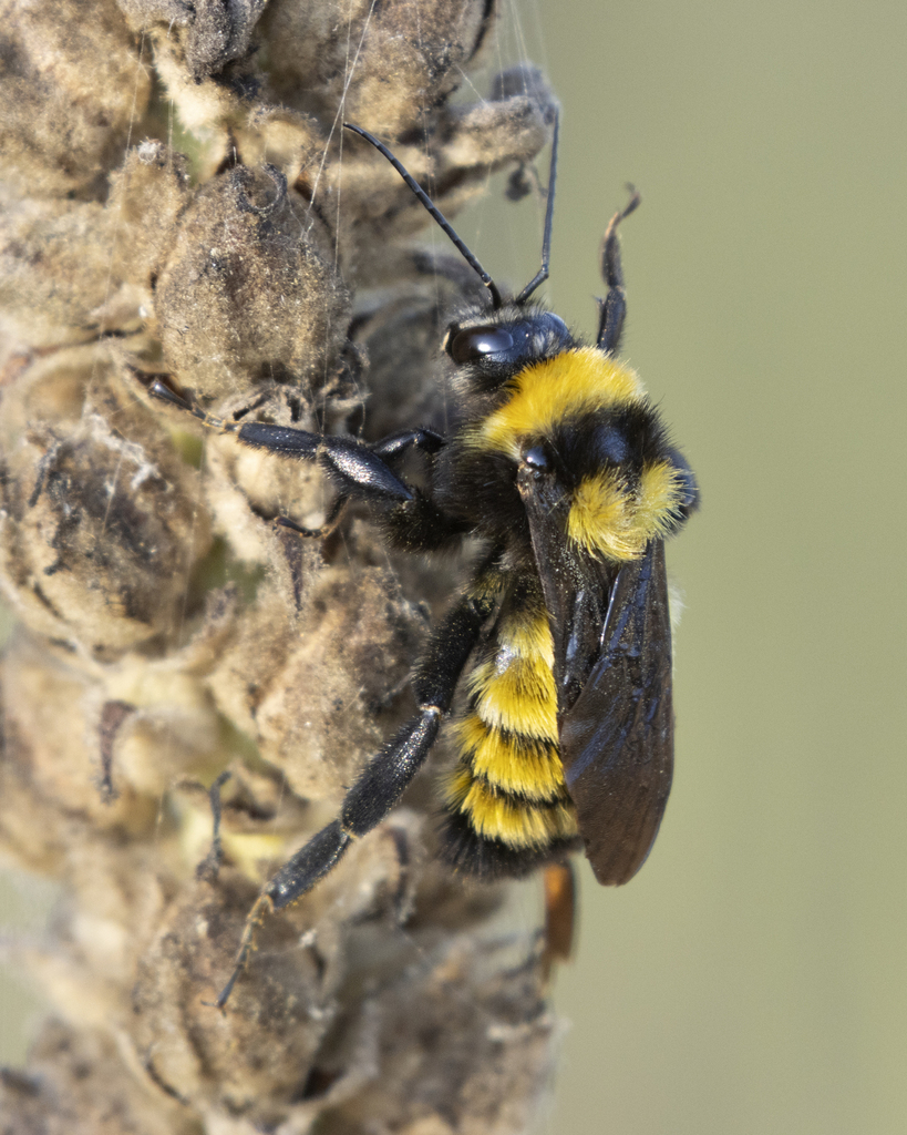 Sonoran Bumble Bee from Chalk Ridge Falls Park, 5600 FM1670, Belton, TX ...