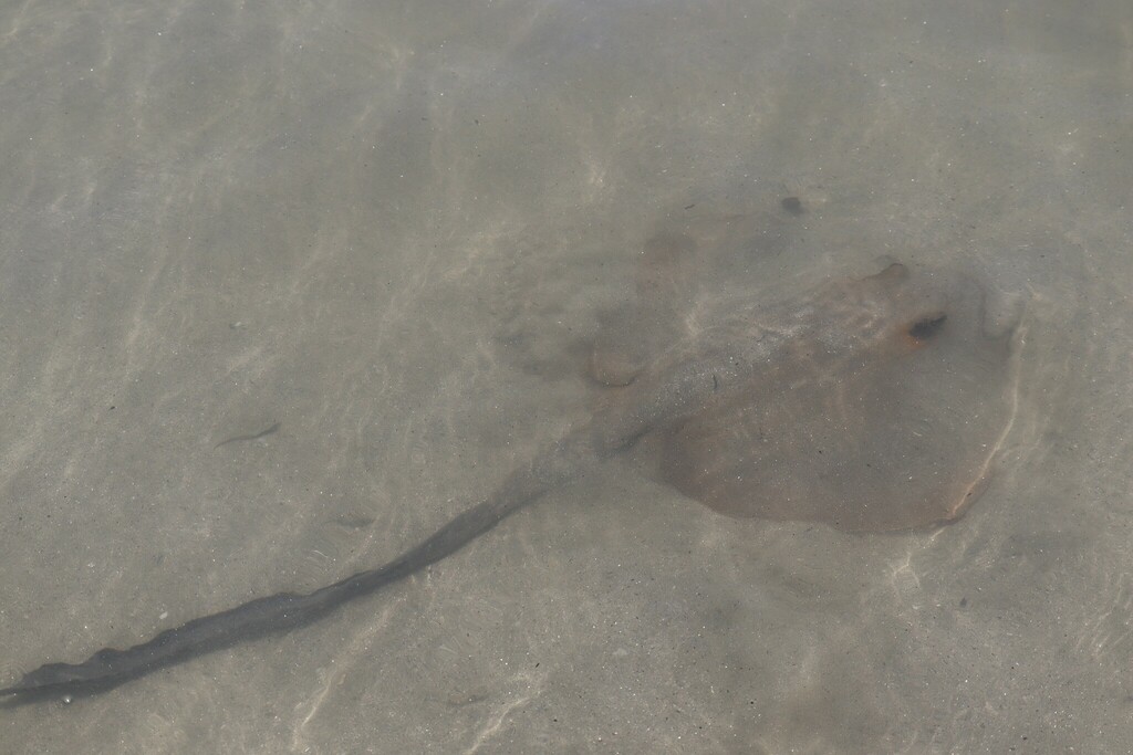 Broad Cowtail Stingray from Cape Tribulation beach, QLD, Australia on ...