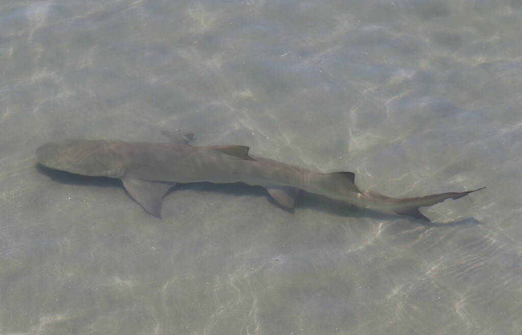 Sicklefin Lemon Shark from Cape Tribulation beach, QLD, Australia on ...