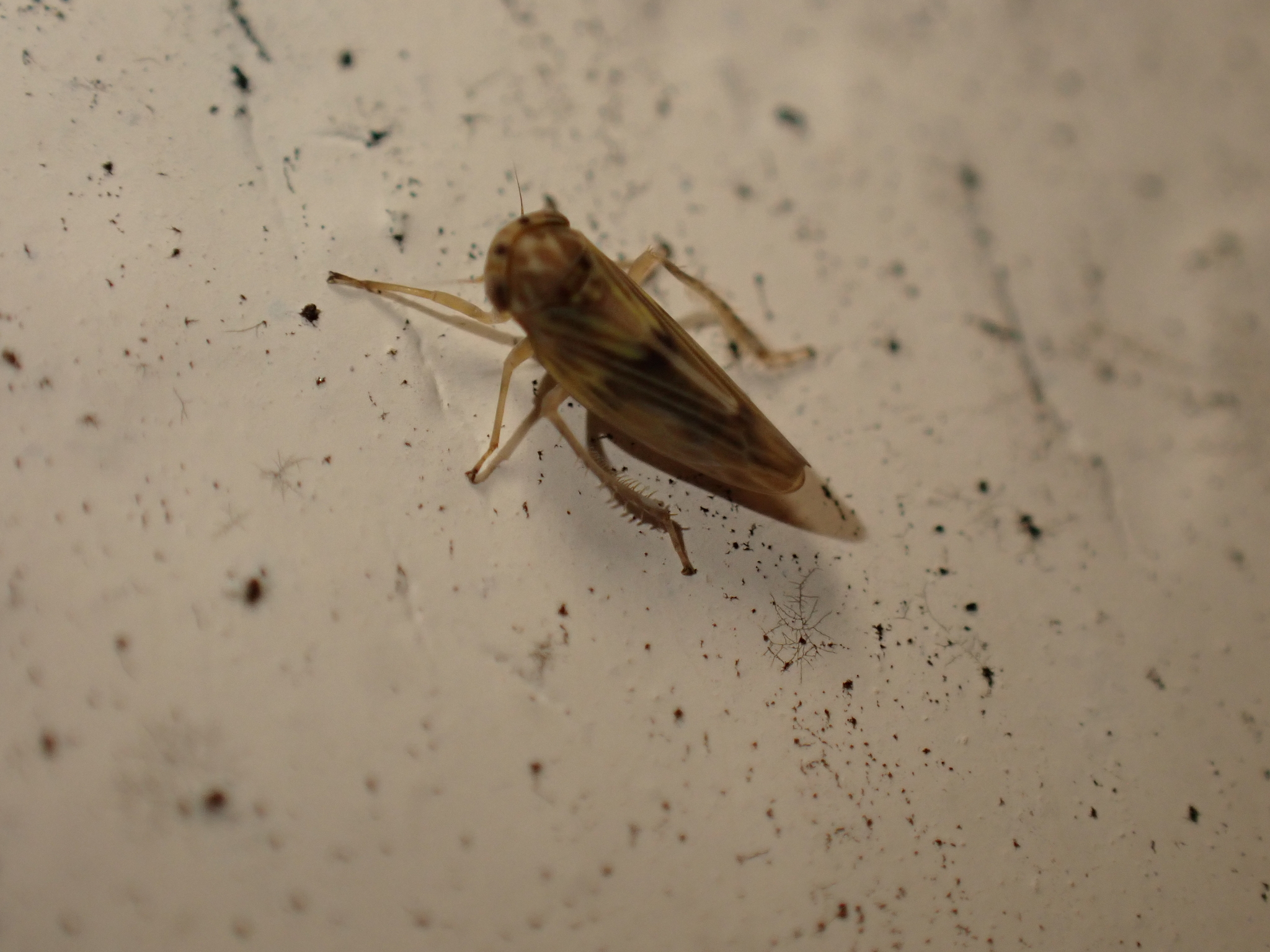 Agallia albidula | Insect Vectors of Plant Disease
