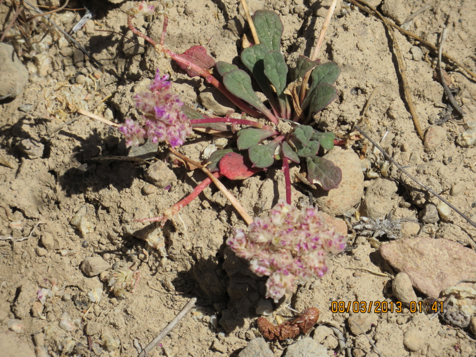 Mt. Hood Umbellate Pussy-paws ((Most) Wildflowers of Sagehen Creek ...