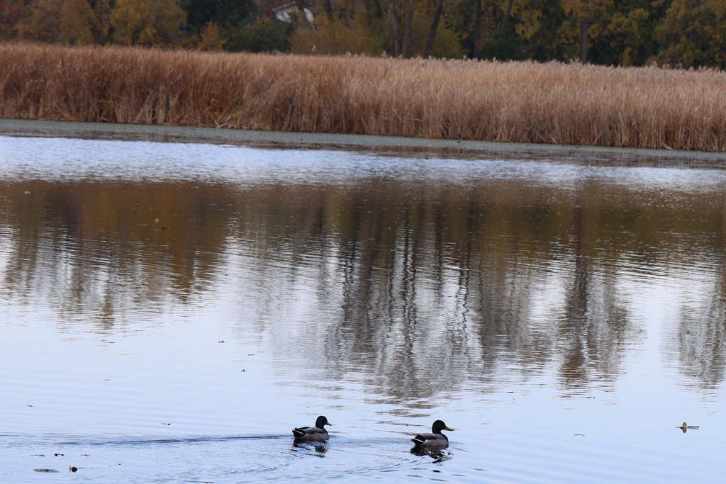 Mallard from Madison, WI, USA on October 22, 2024 at 03:45 PM by Cole ...