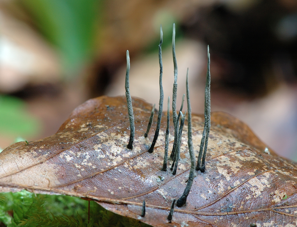 Xylaria filiformis (Guía general de Macrohongos de Costa Rica I ...