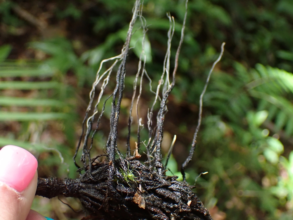 Xylaria filiformis (Guía general de Macrohongos de Costa Rica I ...