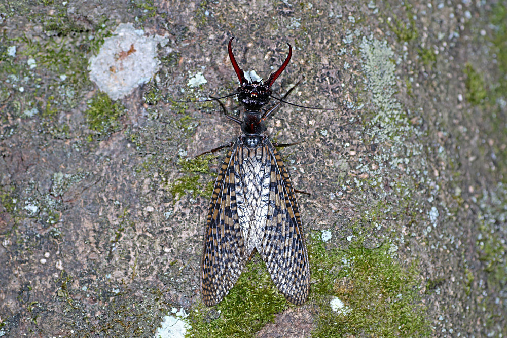 Acanthacorydalis sinensis from 中国贵州省黔东南苗族侗族自治州雷山县 on July 27, 2022 at ...