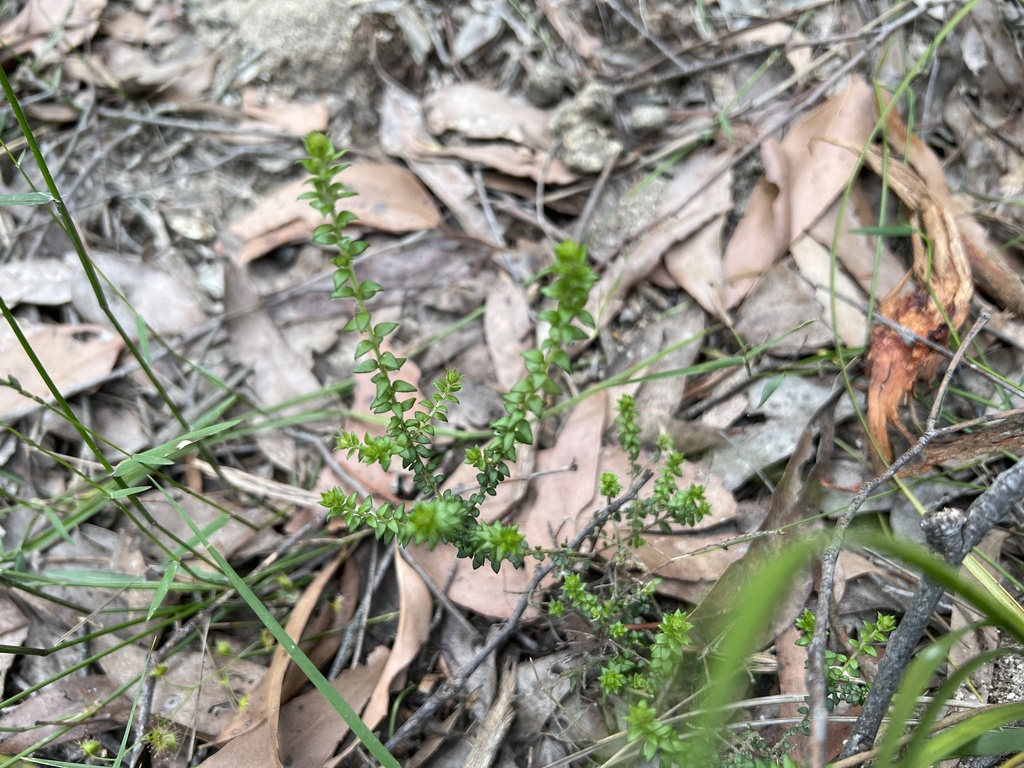 golden bush-pea from Chandler Ward, Yellingbo, VIC, AU on October 23 ...
