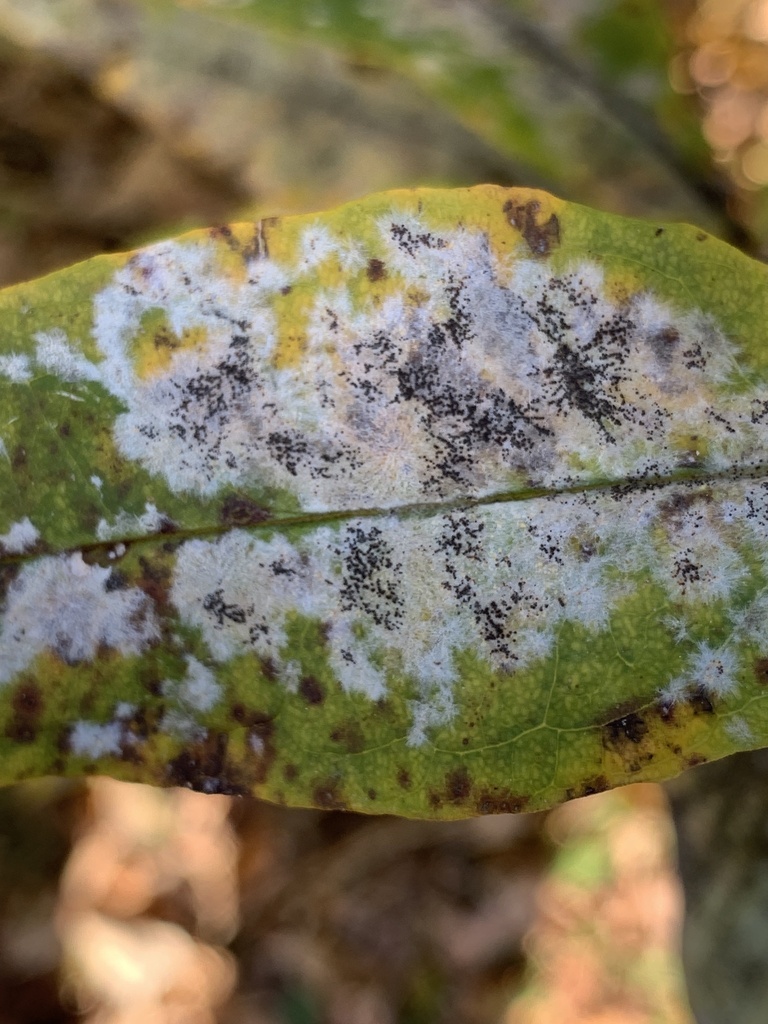 Ampelomyces from CR-58, Mexico, NY, US on October 22, 2024 at 01:37 PM ...