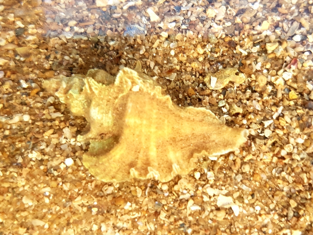 Pterochelus akation from Port Hedland WA 6721, Australia on October 23 ...