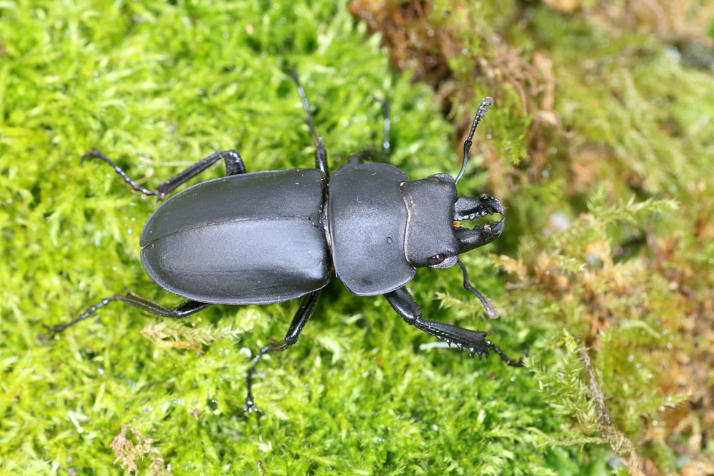 Neolucanus sinicus from 中国贵州省黔东南苗族侗族自治州雷山县 on August 9, 2022 at 02:04 ...