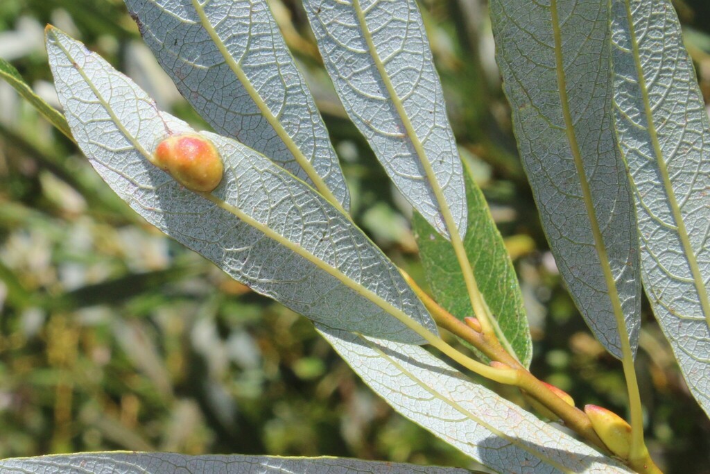 Willow Apple Gall Sawfly from Tennessee Valley, California, California ...